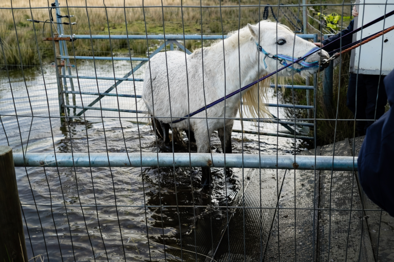 Woodfield Animal Sanctuary – Care for all animals