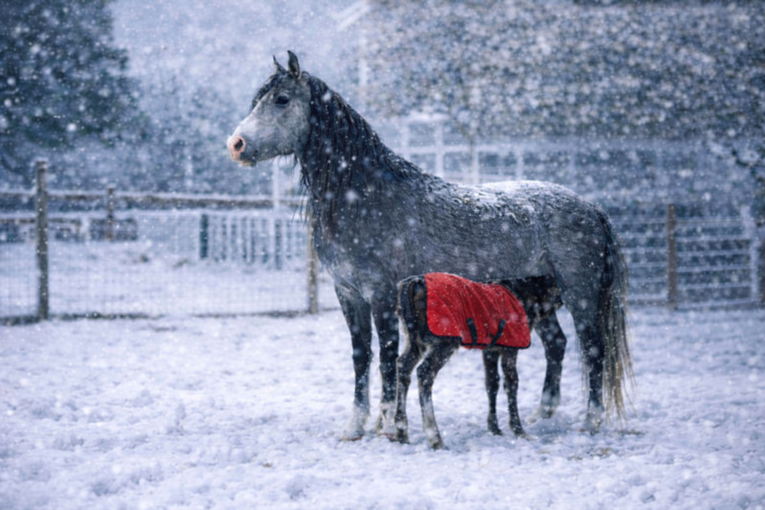 Woodfield Animal Sanctuary – Care for all animals